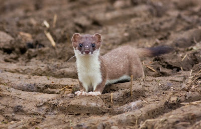 Wright's Wanderings: Hunting Stoat, Rutland