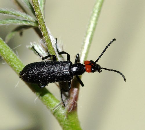 Arizona: Beetles, Bugs, Birds and more: Springtime Blister Beetles of ...