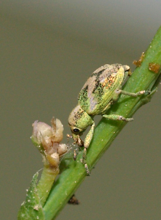 Arizona: Beetles, Bugs, Birds and more: A Weevil for the Biological ...