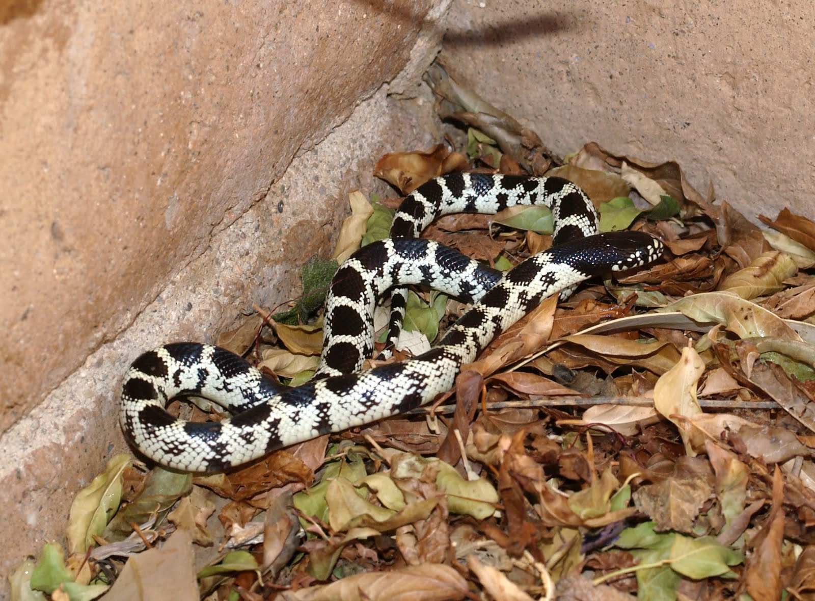 Arizona: Beetles, Bugs, Birds and more: A Young King