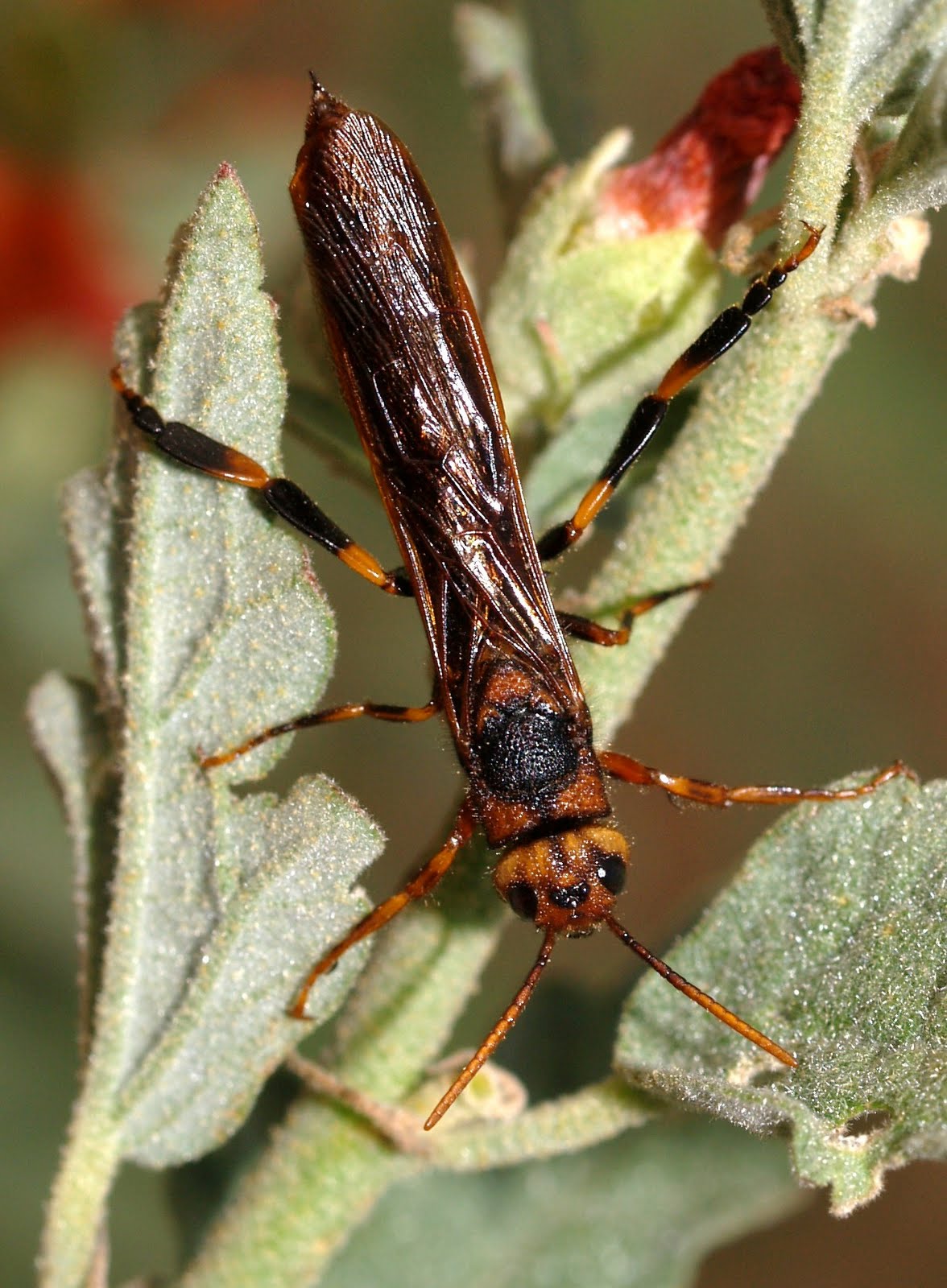 Arizona: Beetles, Bugs, Birds and more: Granit Creek, Yavapai County