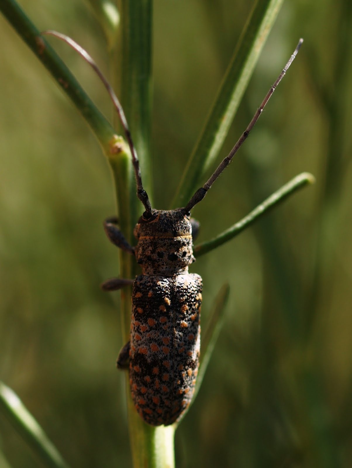 Arizona: Beetles, Bugs, Birds and more: Velcro bug, el Torrito ...