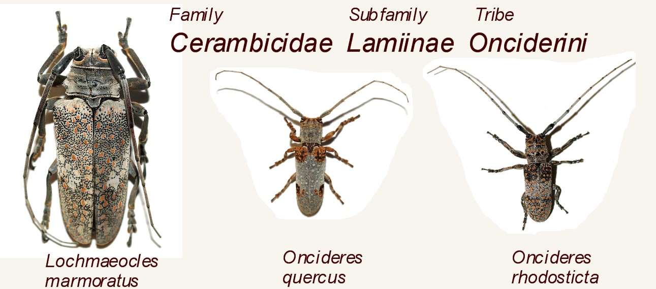 Arizona: Beetles, Bugs, Birds and more: Velcro bug, el Torrito ...