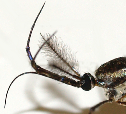 Arizona: Beetles, Bugs, Birds and more: A Different Kind of Hawk