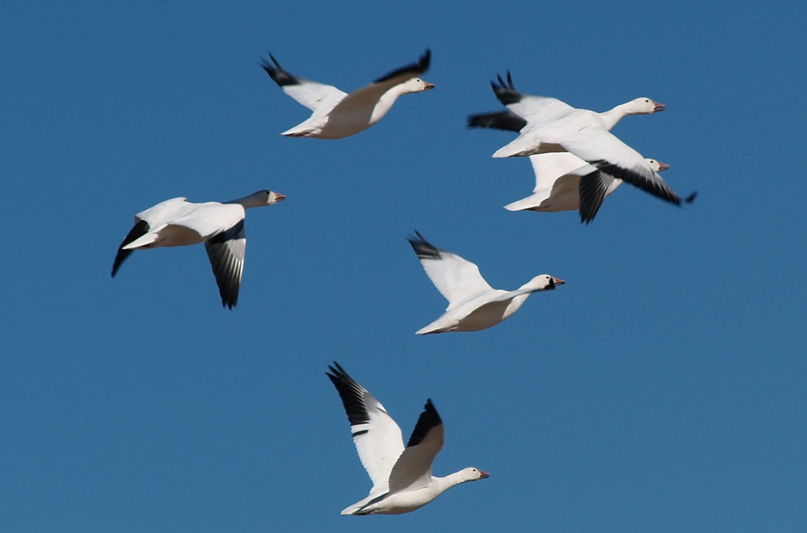 Arizona: Beetles, Bugs, Birds and more: Thousands of Wintering Cranes ...