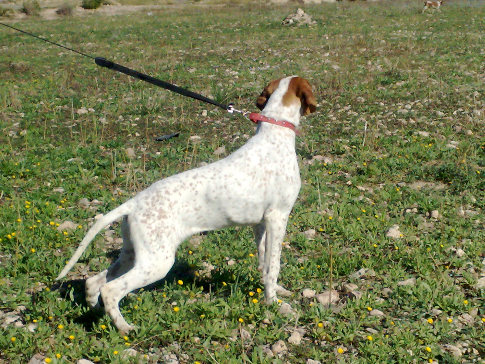 POINTER HEMBRA "ALMA"