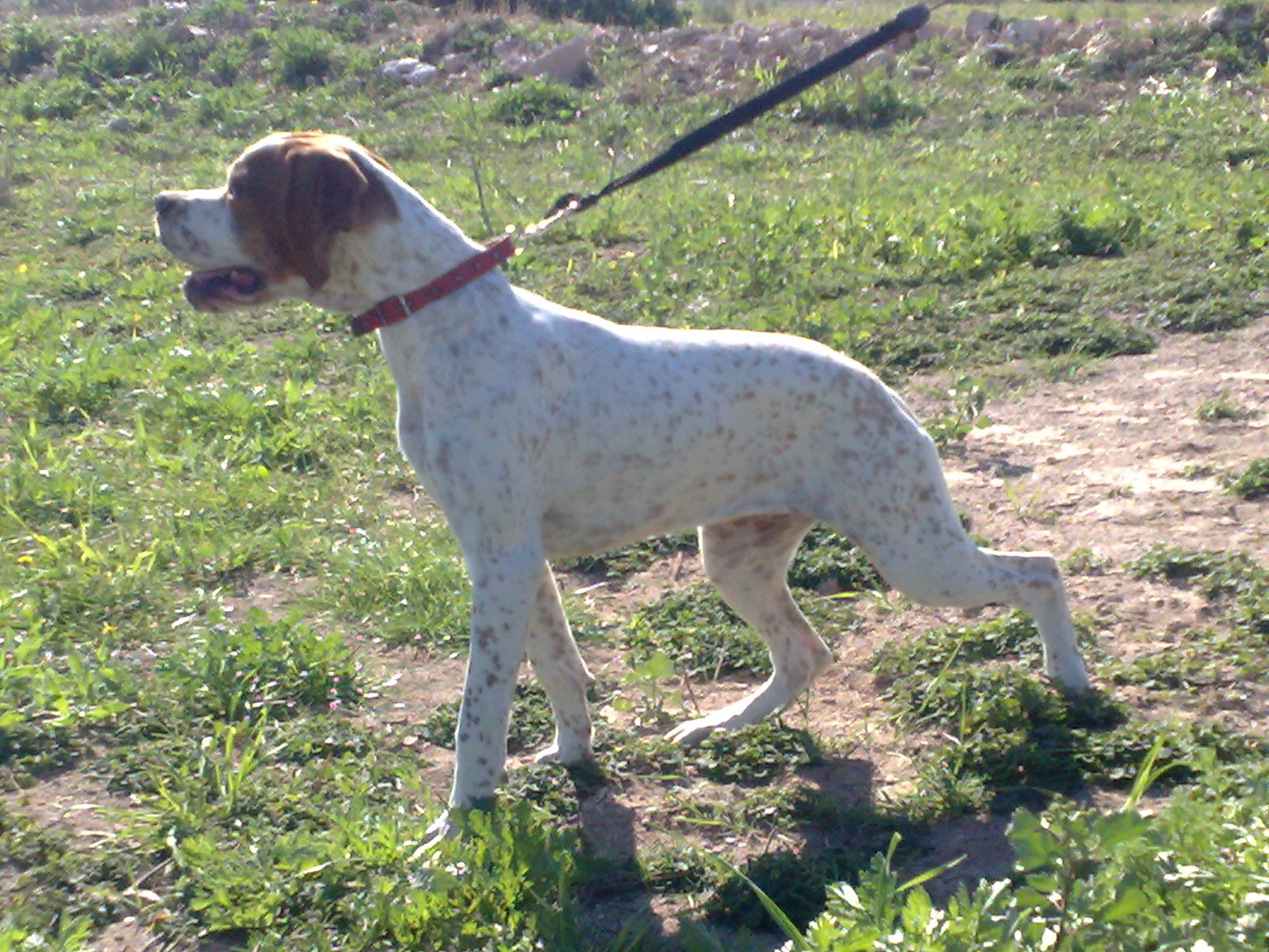 POINTER HEMBRA "ALMA"