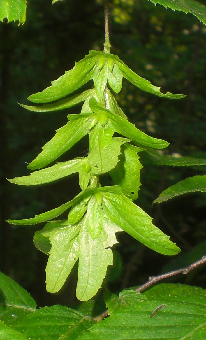 Tom's Trees: Musclewood (Carpinus caroliniana)