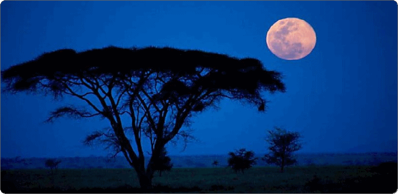 Around The Globe: Tanzanian Culture