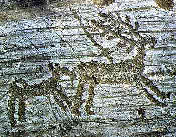 Sei zampe e una coda