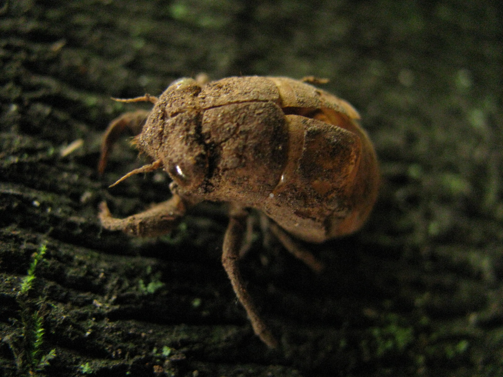 Him and Her still on the road.: Yangmingshan National Park Taiwan