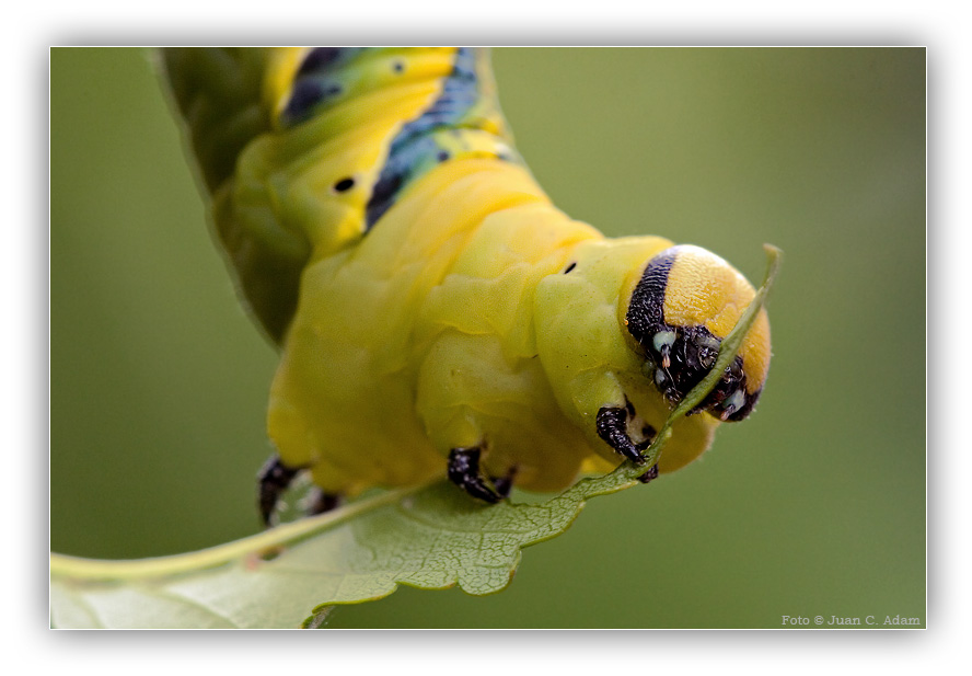 Naturfotografie Kanarische Inseln: D- Raupe des Totenkopfschwärmer ...