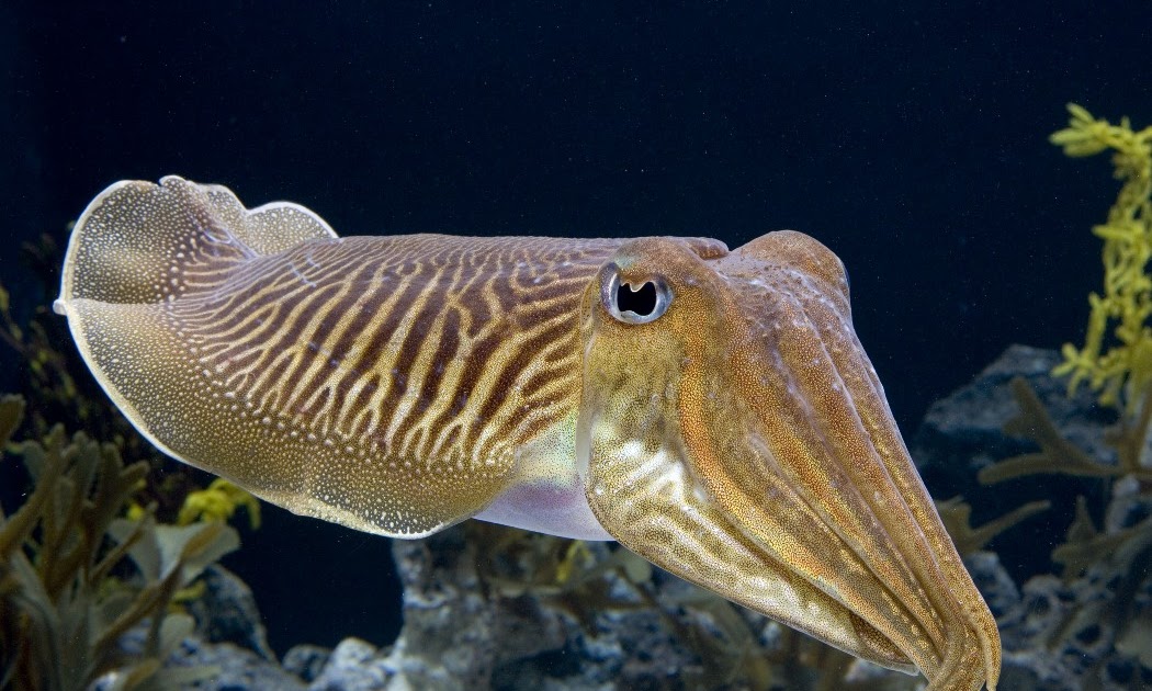 sociedadedosanimais.com.br/pesquise-e-conheça-um-pouco-sobre-os-animais ...