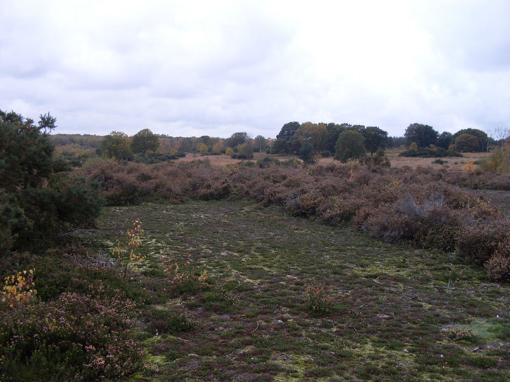 Pork Pie News: Norfolk's Dartmoor