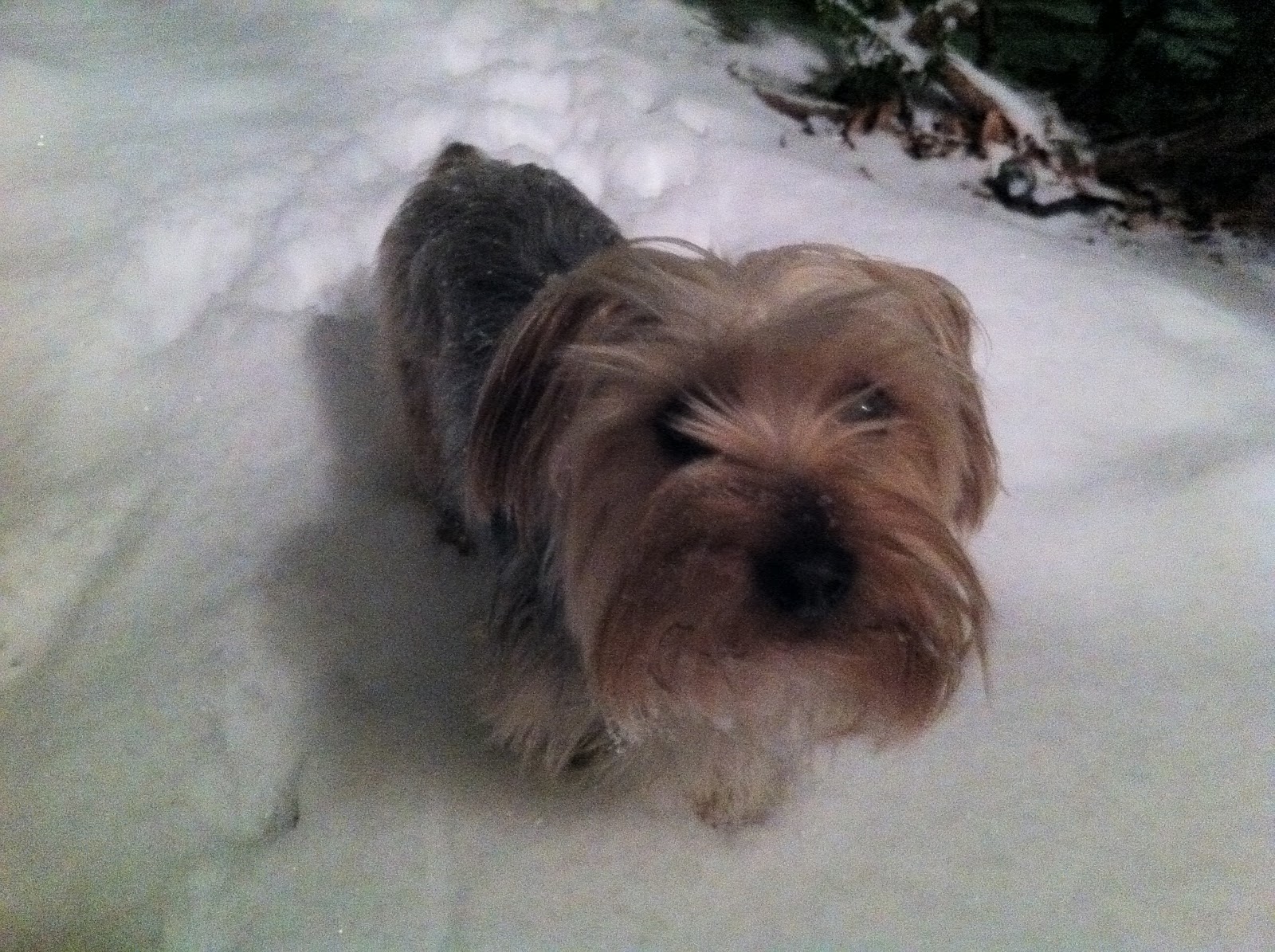 A Daily Dose Of Milo. (And Dexter Too!): The Boys Play In The Snow