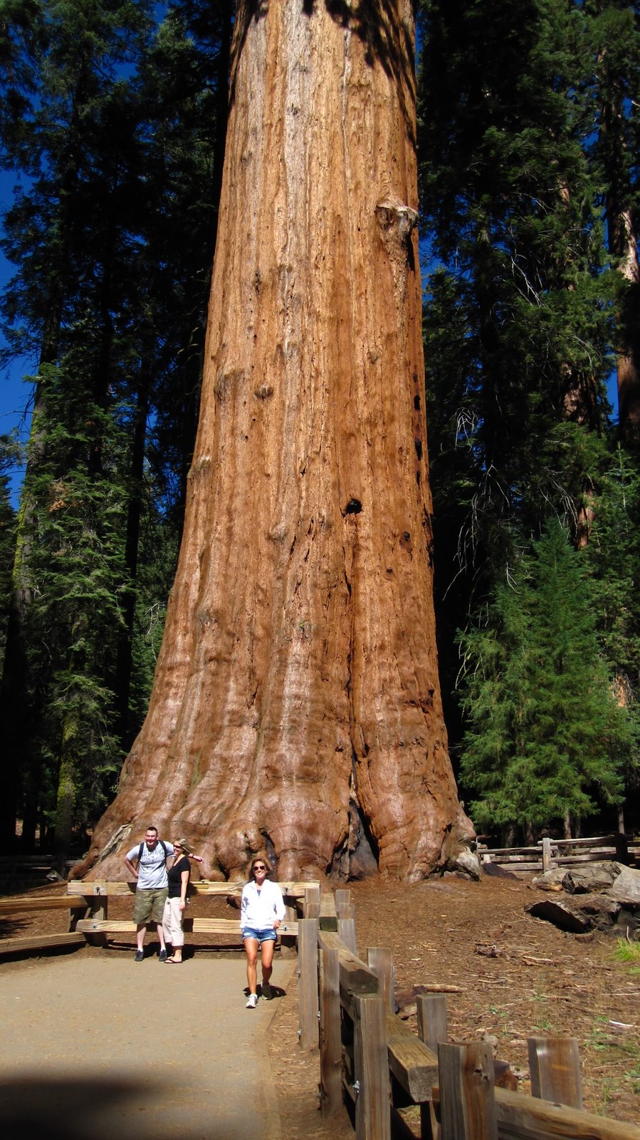 Abenaughter's Adventures: General Sherman Tree