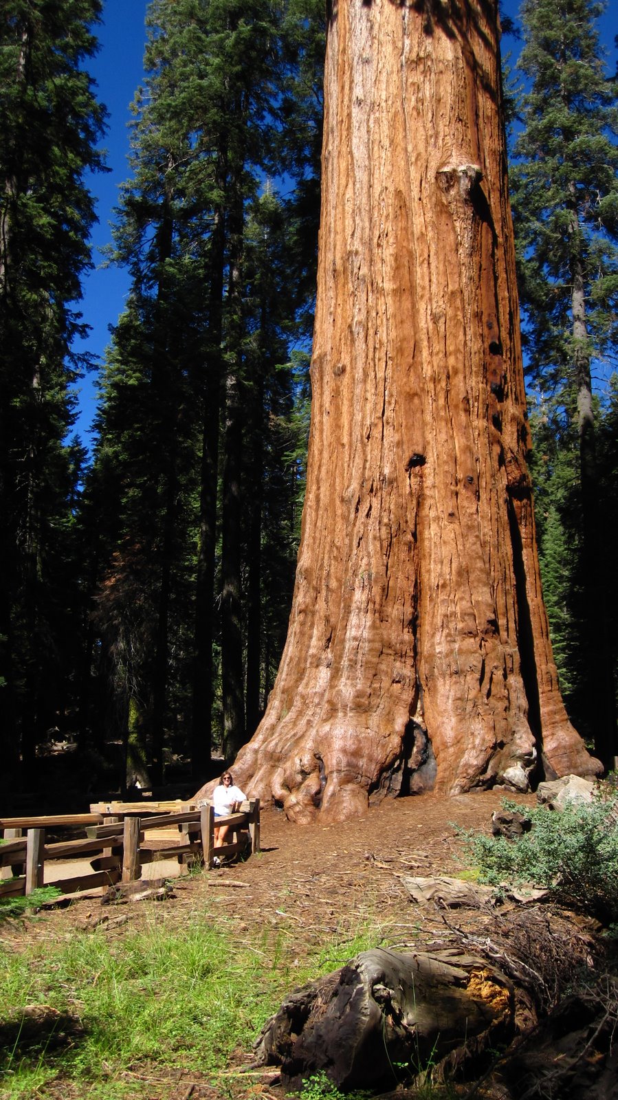 Abenaughter's Adventures: General Sherman Tree