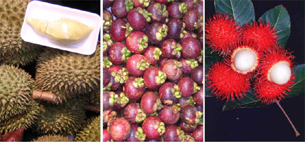 Penang Tropical Fruit Farm ~ Penang iChannel