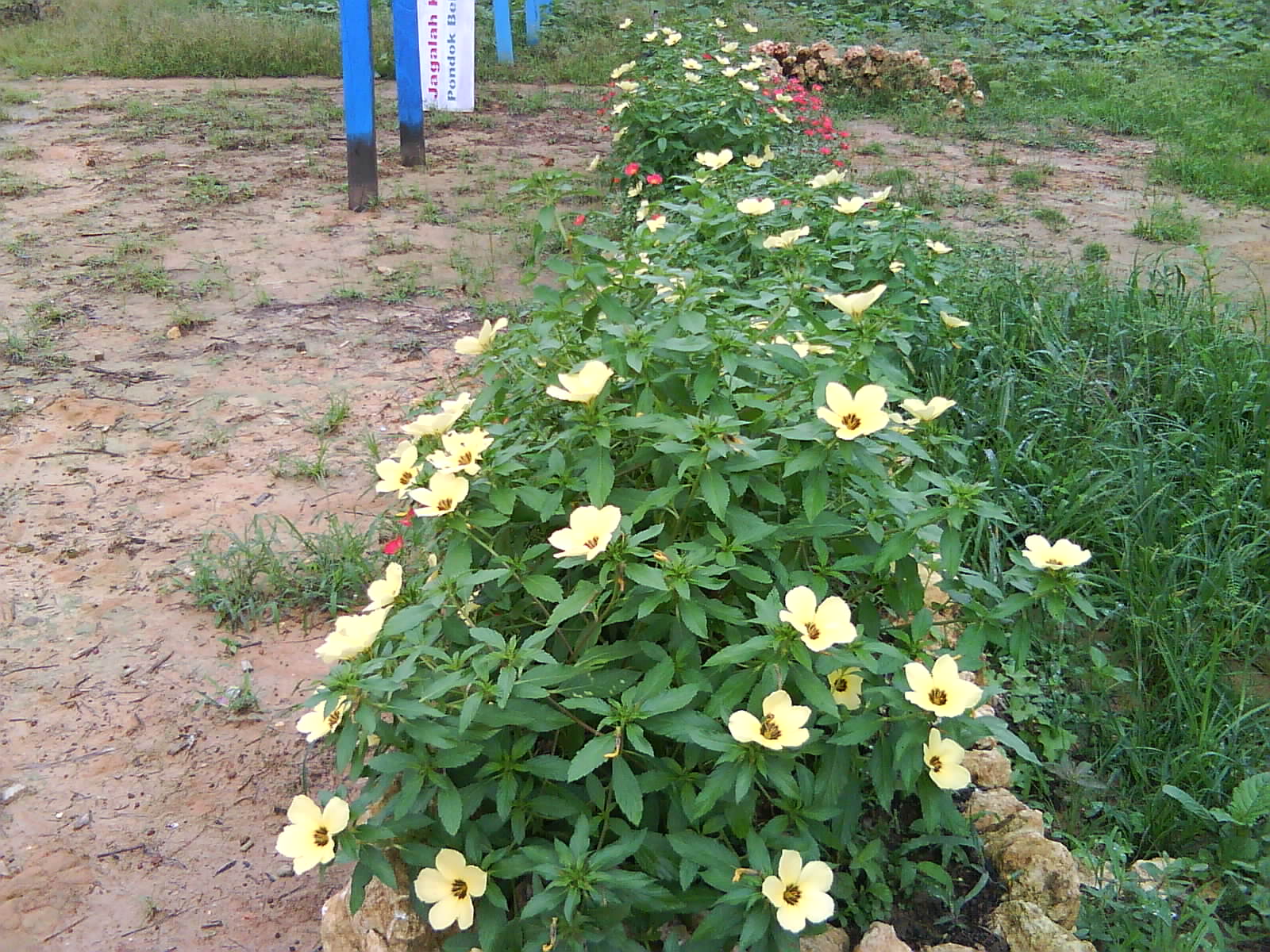 Plantersejati: Turnera subulata