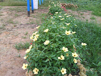 Plantersejati: Turnera subulata