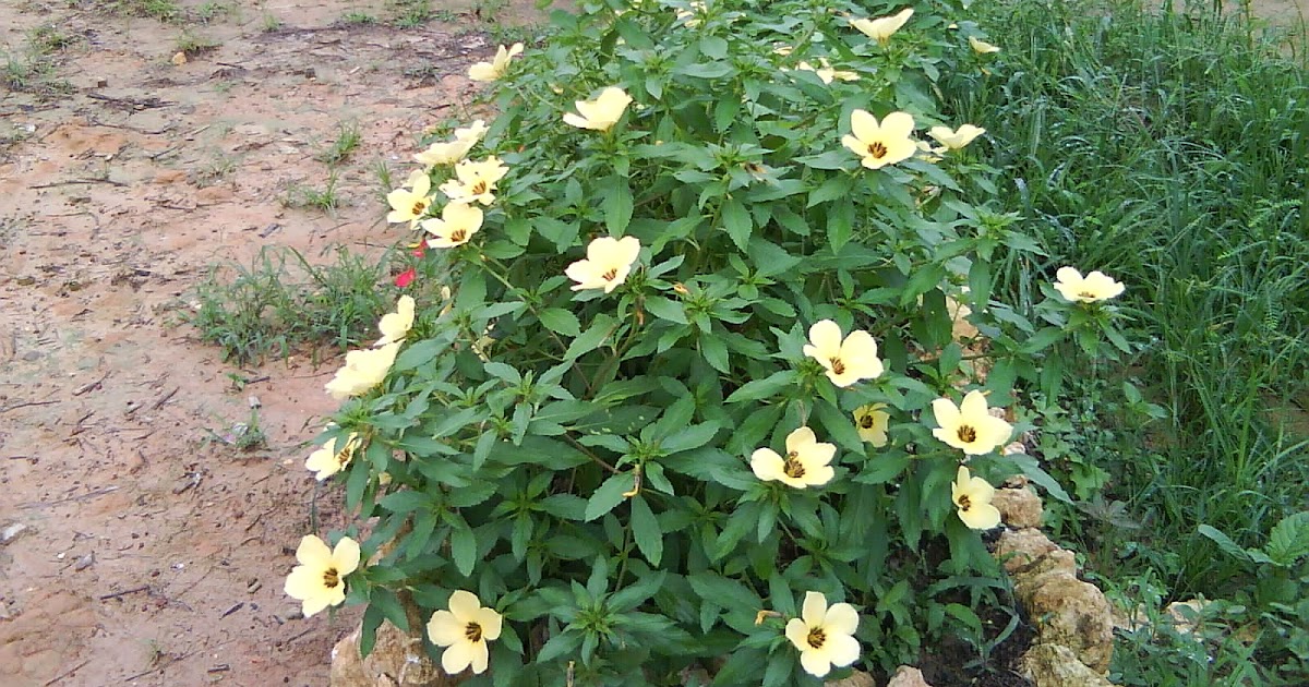 Plantersejati: Turnera subulata