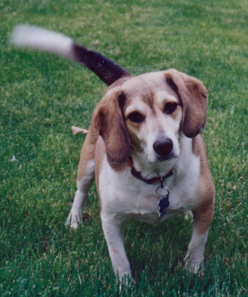 Old Dog Dialog: Beagle – The Ultimate Chow Hound