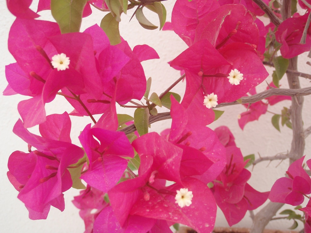 Bloom Cycle of Bougainvillea (Bogan Villa) ~ Simple Dreams