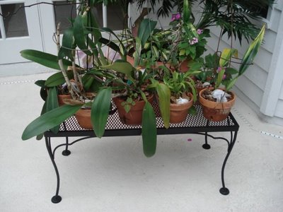 Simply Susan: Orchid Obsession