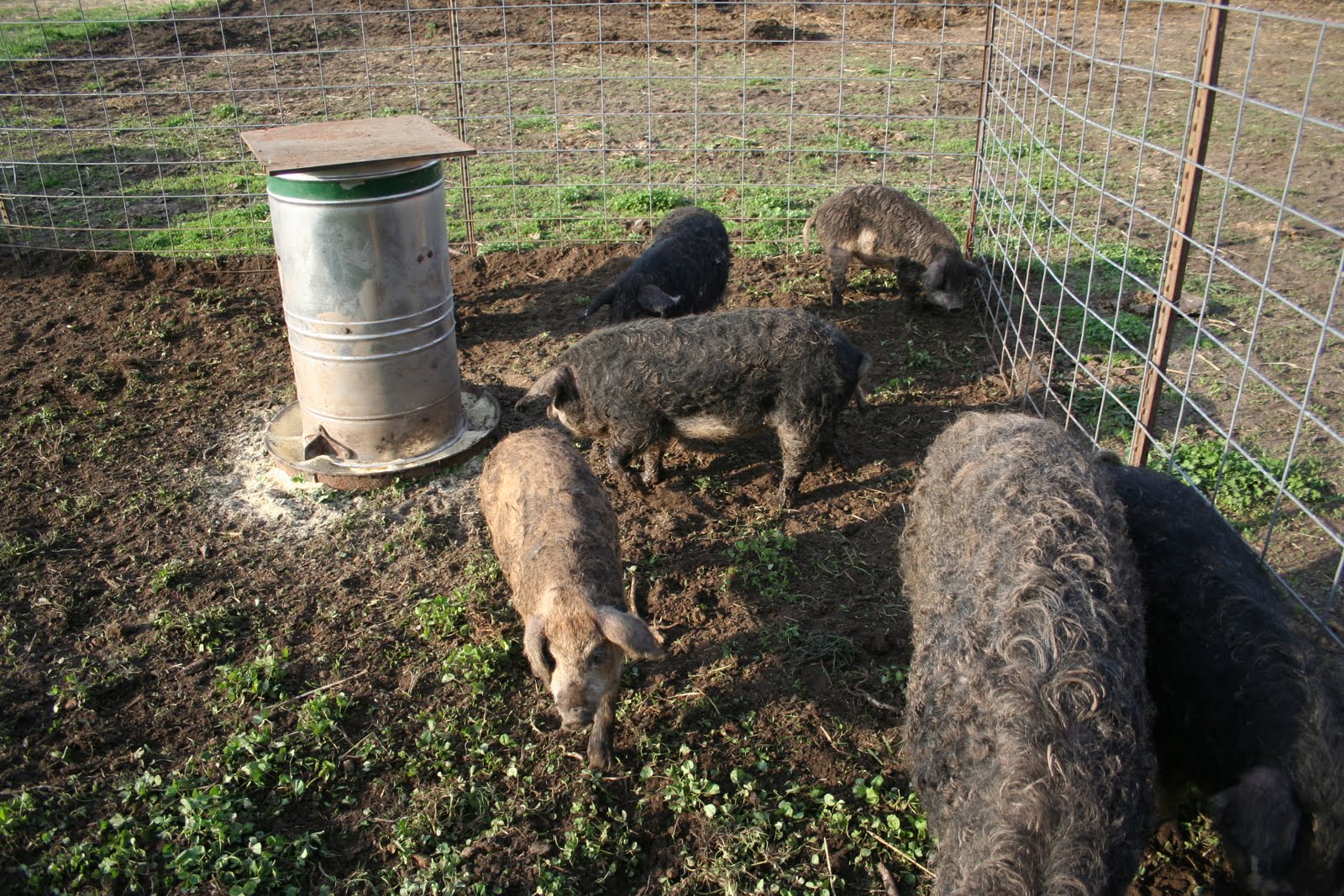 The Madison Club Garden and Farm Project: Mangalitsa Pig Project