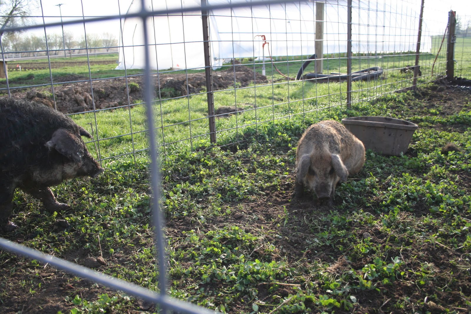 The Madison Club Garden and Farm Project: Mangalitsa Pig Project
