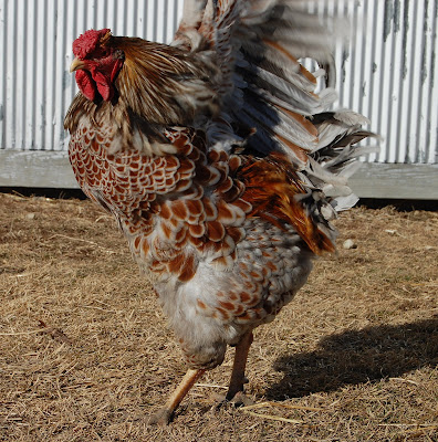 Crosswinds Farm: Rooster Cogburn performs the Chicken Dance