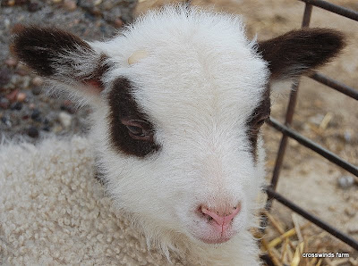 Crosswinds Farm: Weaning time for lambies