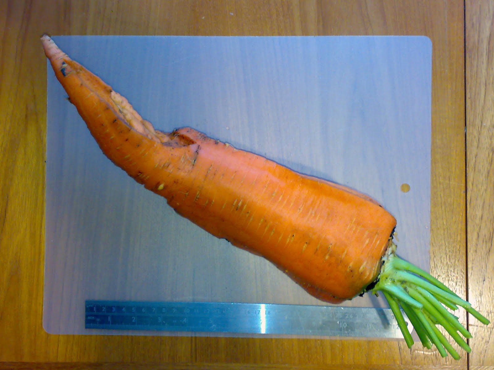 Grid Gardening: Freaky carrots