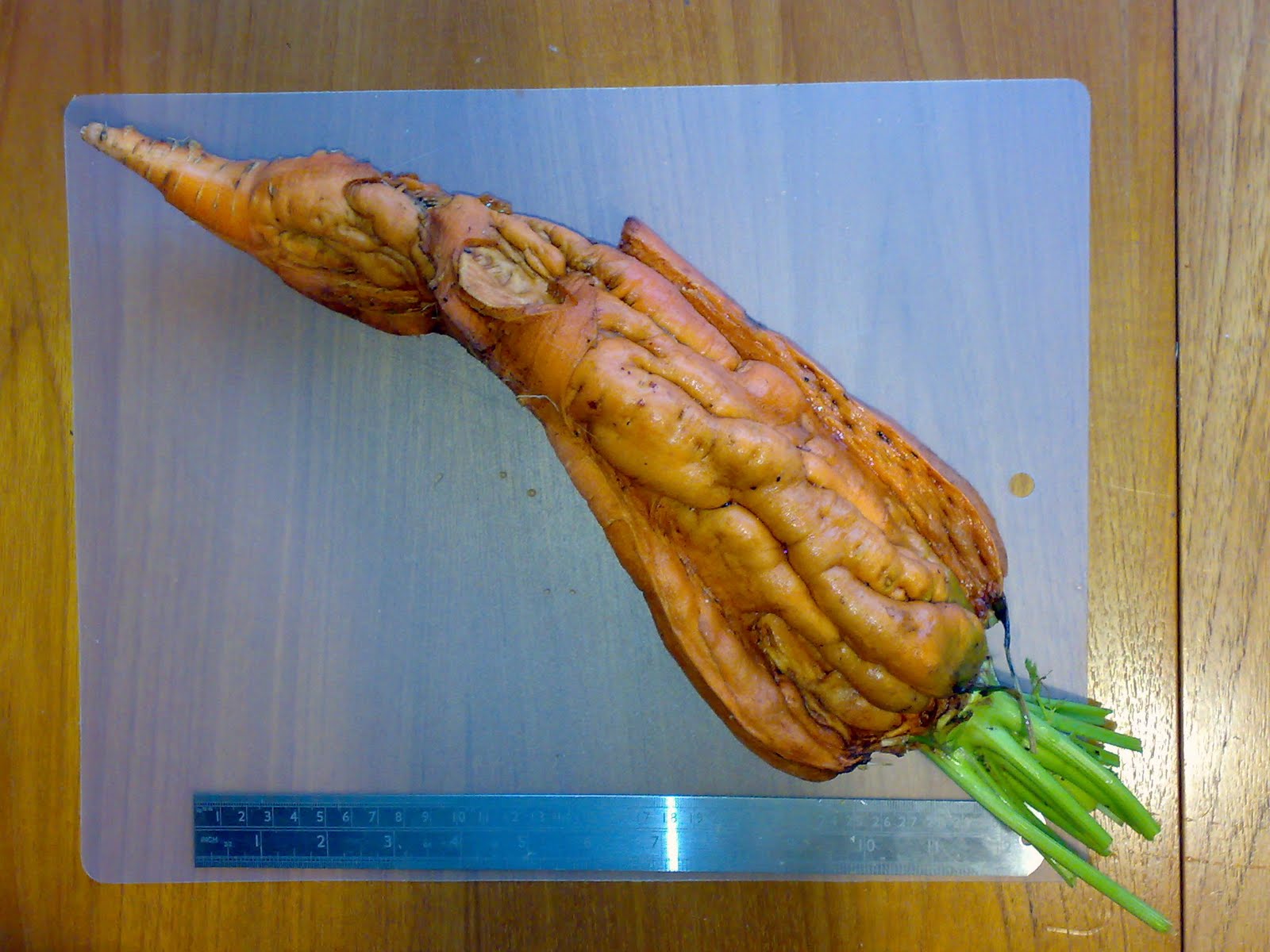 Grid Gardening: Freaky carrots