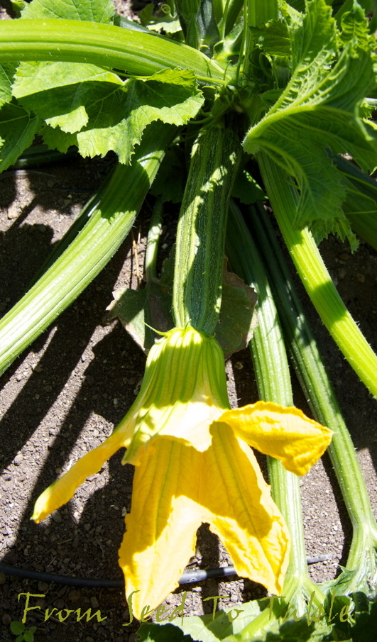 From Seed To Table: Super Zuke