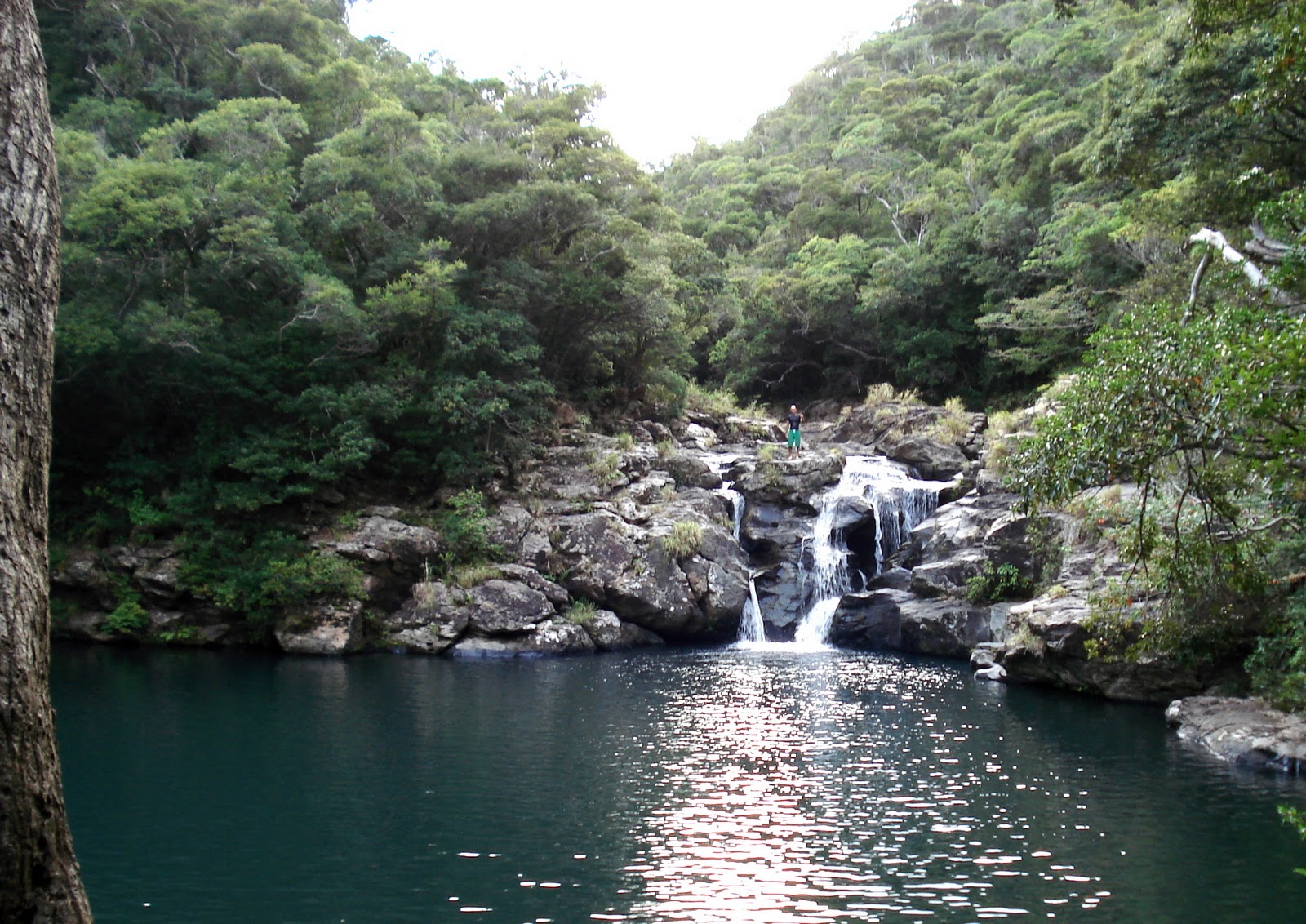 Okinawa Story: Tanaga Gumui Plant Community