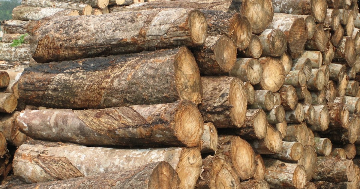 GREENY: KAYU KARET Sebagai SUBSTITUSI KAYU HUTAN ALAM