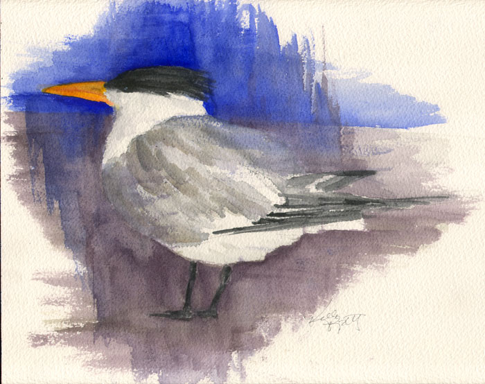 Red and the Peanut: Royal Terns Facing into the Wind...and Paintings ...