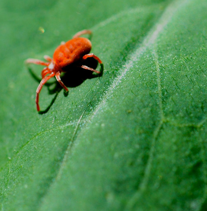 Red and the Peanut: A Red Velvet Mite through the macro lens...