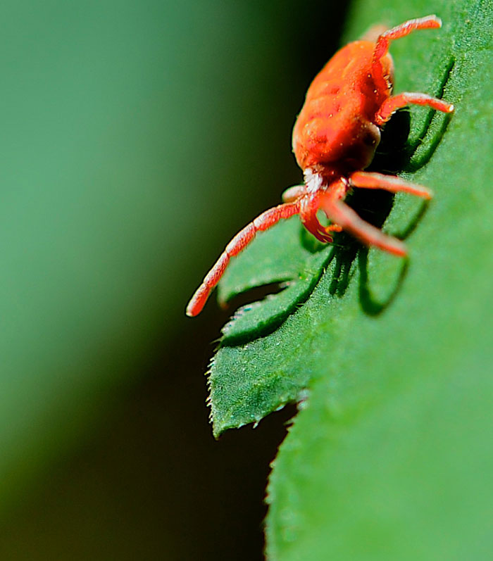 Red and the Peanut: A Red Velvet Mite through the macro lens...