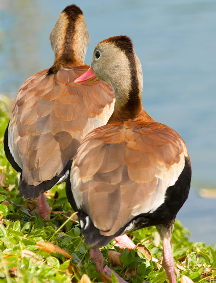 Red and the Peanut: Black-bellied Whistling-Ducks basking in the ...