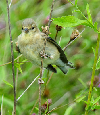 Red and the Peanut: Juvenile American Goldfinches