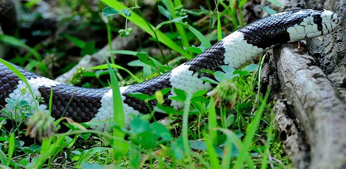 Red and the Peanut: Who can resist an Oreo? (or...oh no, another snake ...
