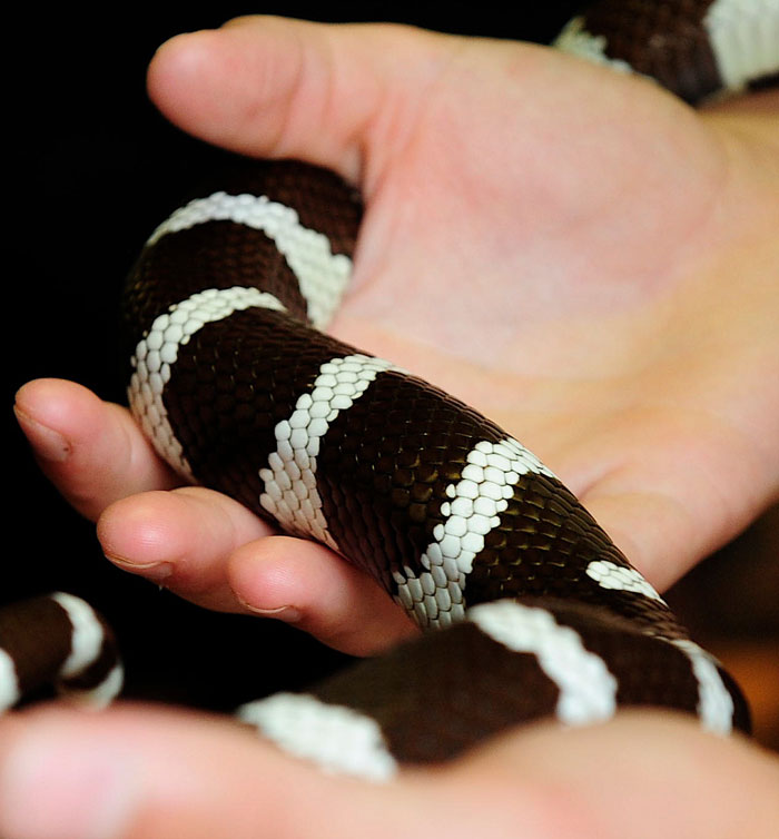 Red and the Peanut: Who can resist an Oreo? (or...oh no, another snake ...
