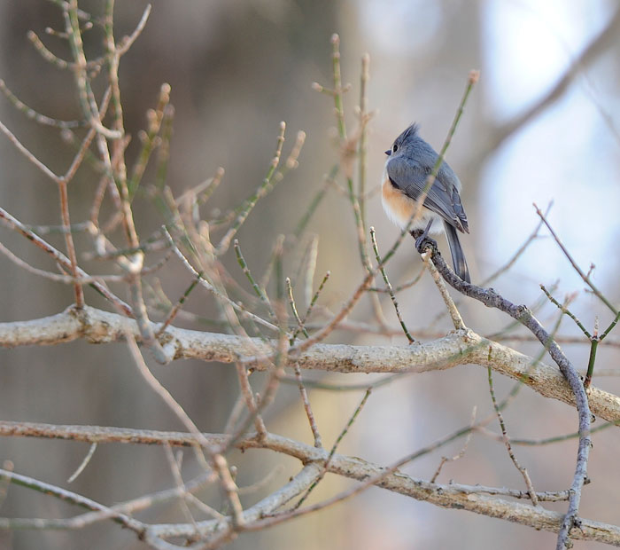 Red and the Peanut: Tufted Titmouse sitting pretty...