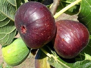 GASTRHOMIA: De Higos a Brevas...no