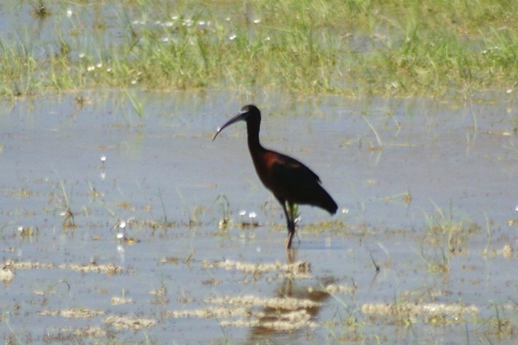 AVES DE ANDALUCÍA: Morito Común