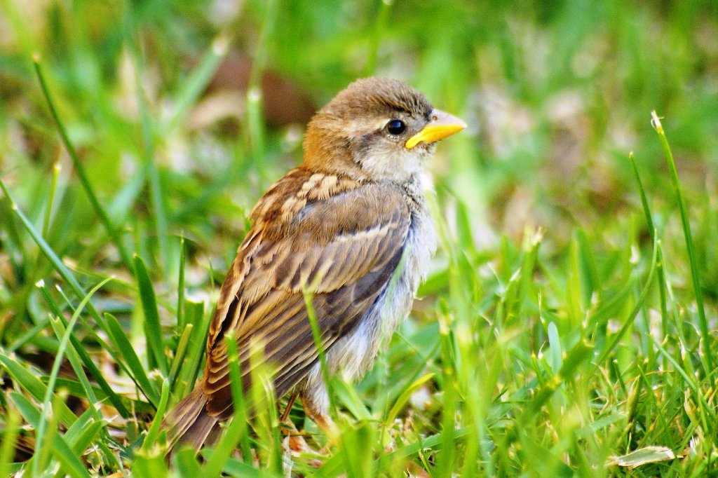 AVES DE ANDALUCÍA: Gorrión Común