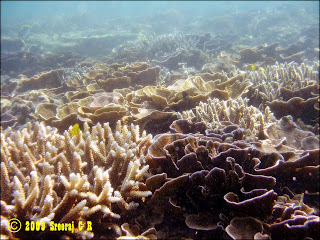 My under water world: Coral reefs of Andaman and Nicobar Islands