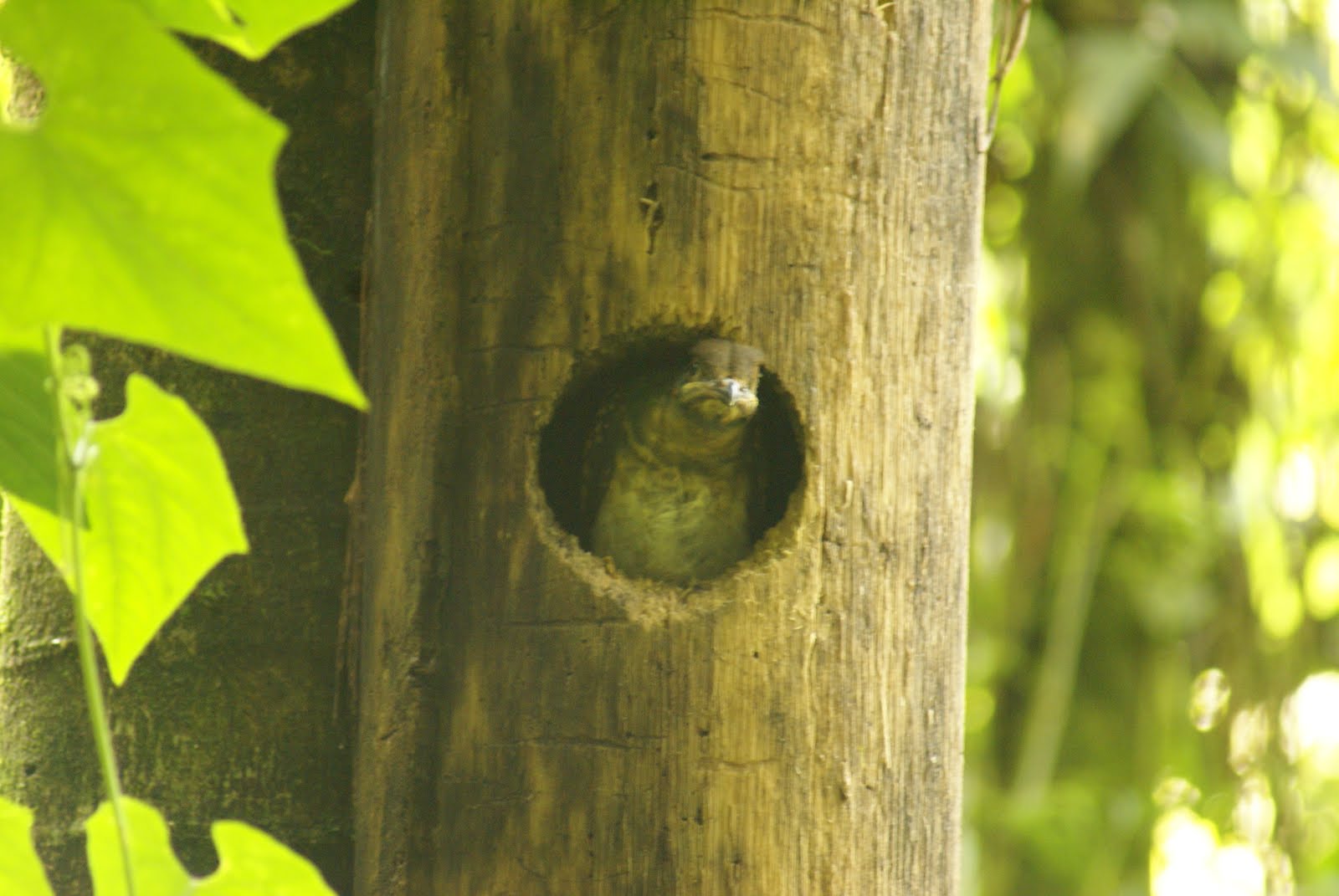 Staples' Service: Catching-up With Quetzals